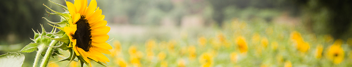 苹果手机及电脑认证弹窗问题处理方式